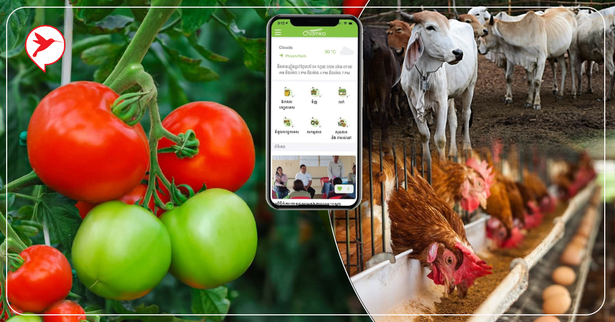 មិនបាច់ចាយលុ.យទៅរៀន ! មកស្គាល់ App ២ មានបង្រៀនចិញ្ចឹមសត្វ ...